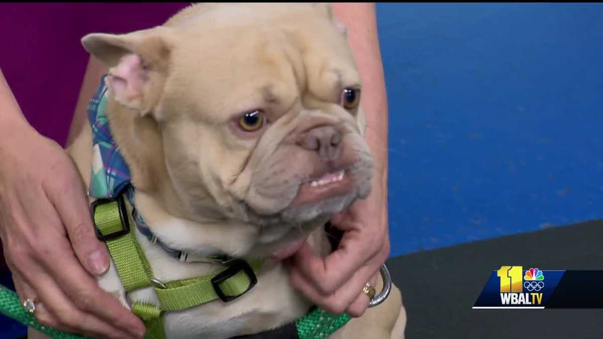 'Pawject Runway' is back in Baltimore