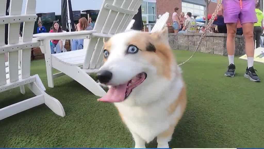 Corgi Cup: Smash Park hosts corgi races in West Des Moines