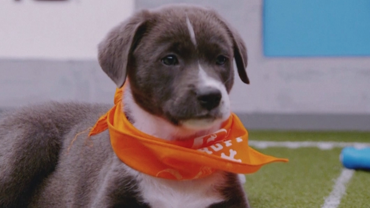 Team Fluff is the winner of the 2020 Puppy Bowl