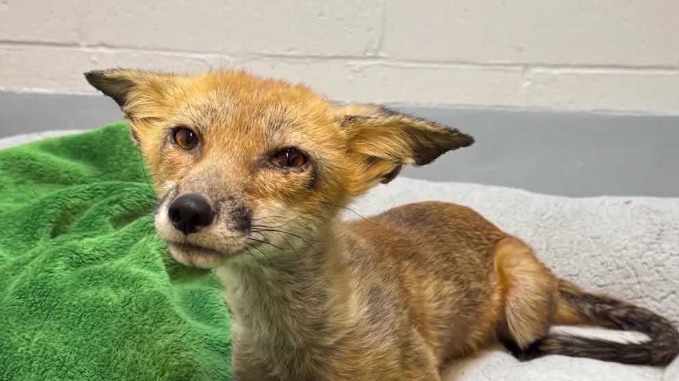 Nebraska Wildlife Rehab helps fox suffering gunshot wound recover