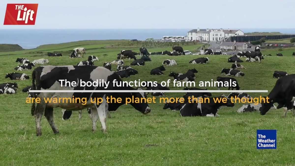 Time to Clear the Air About Cow Farts