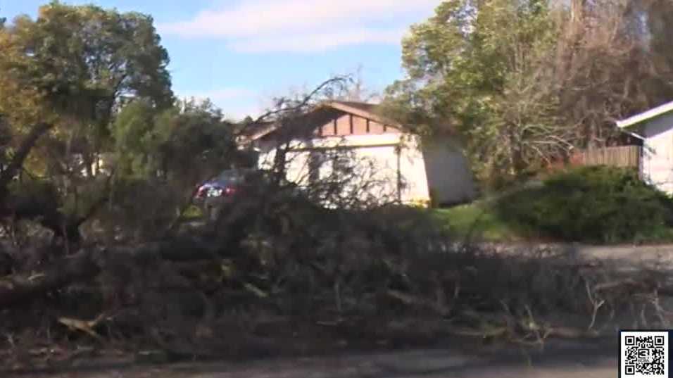 41-year-old Carmichael man dies after tree falls on him