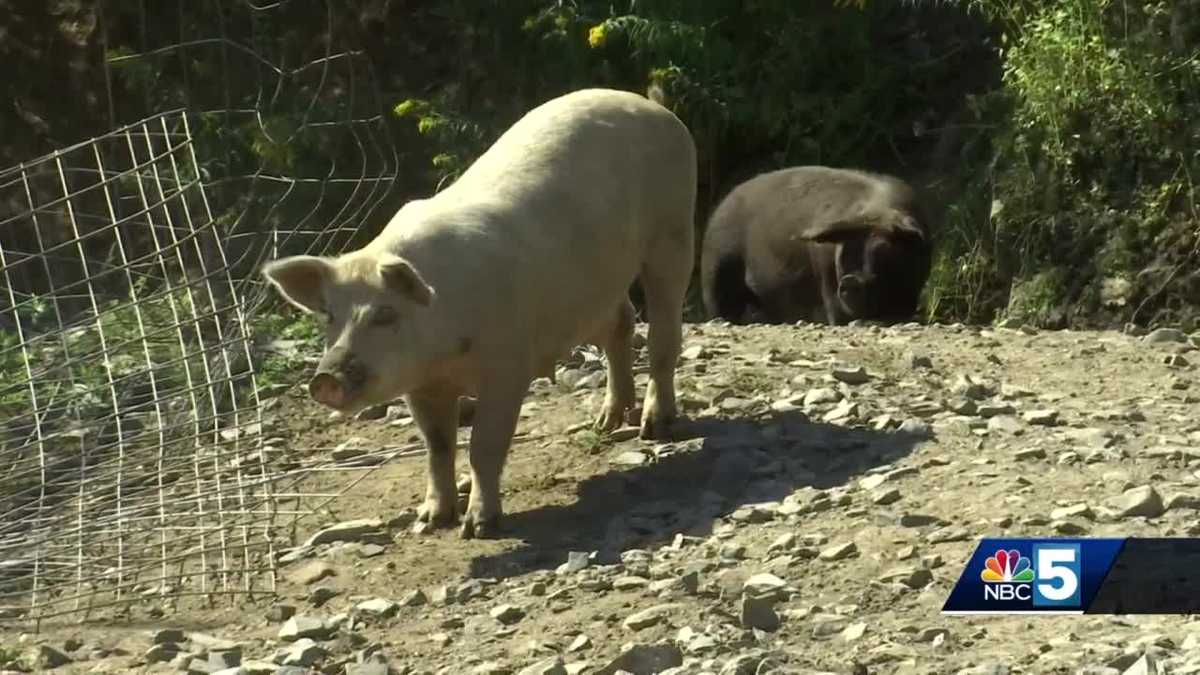 After 250 pigs escape VT farm, some stragglers still running free