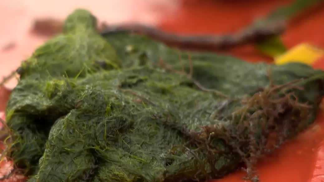 'Killer algae' spotted in Lee County, threatening marine life and ecosystem