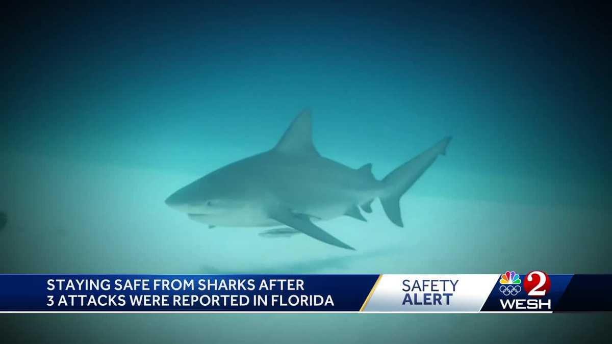 Shark safety: What you need to know this summer