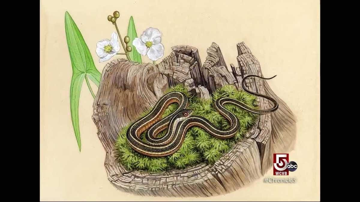 Local wildlife artist finds beauty in reptiles