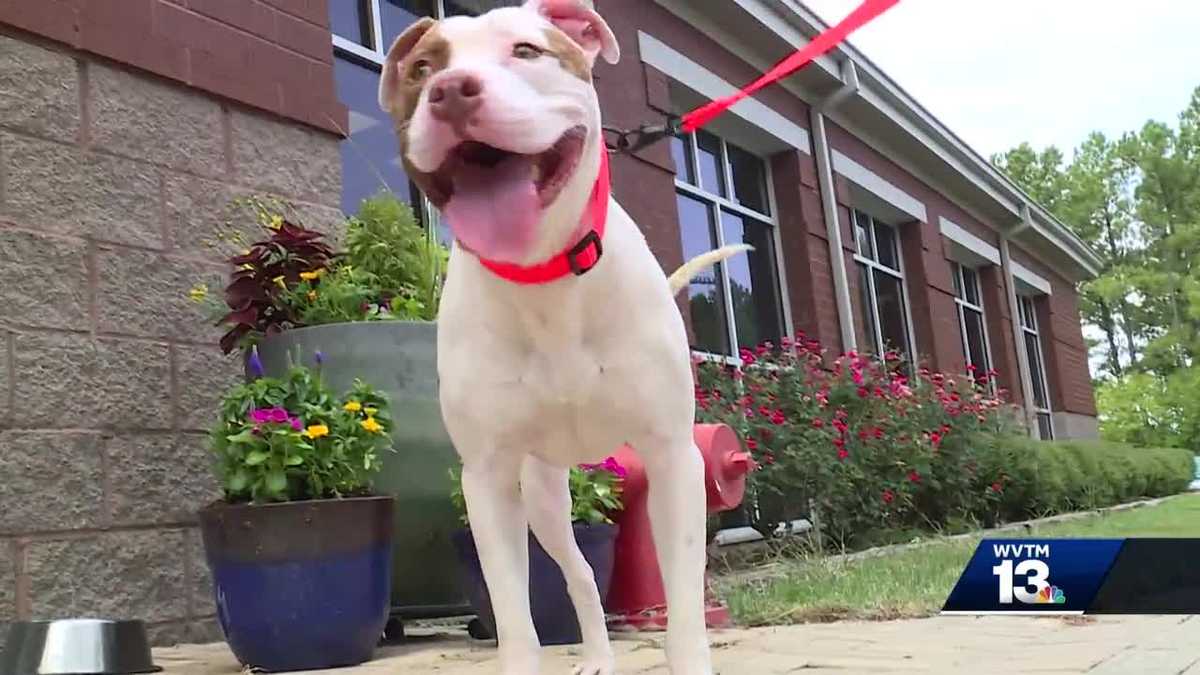 Greater Birmingham Humane Society hosts Clear the Shelter