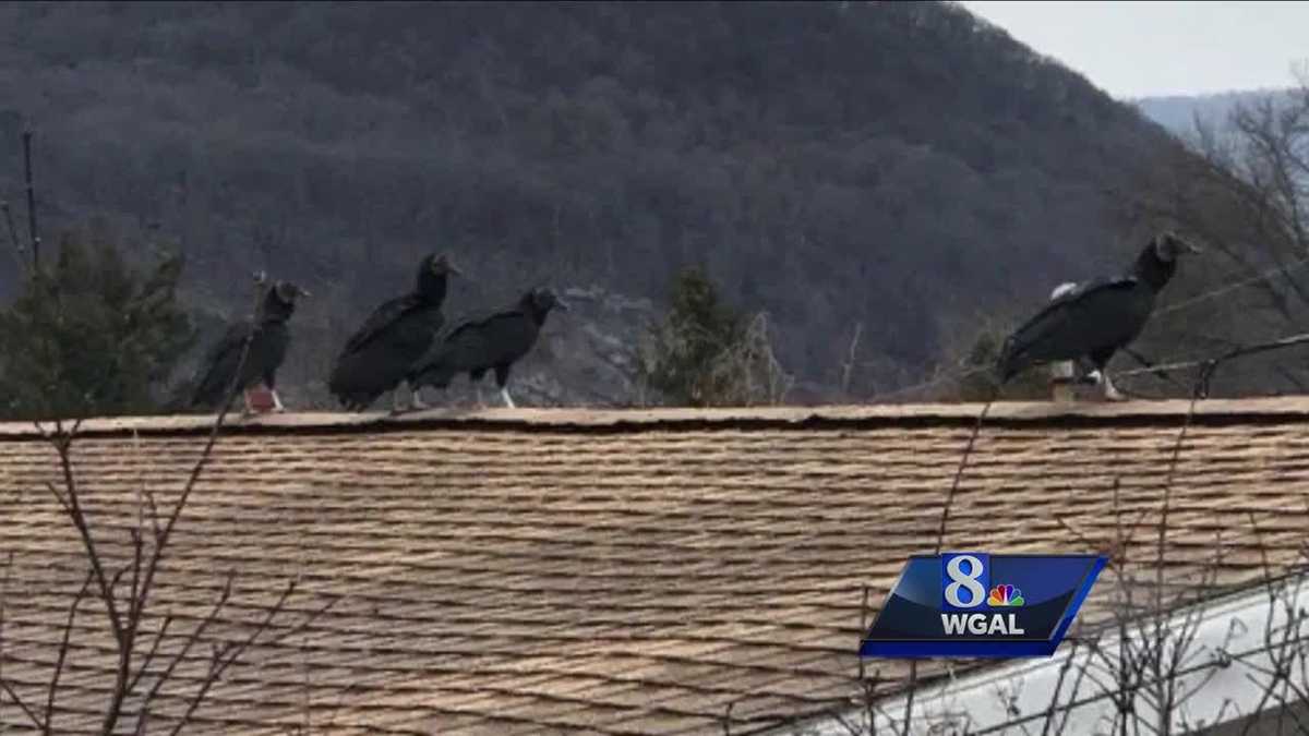 Wild Moments: Turkey vultures vs. black vultures
