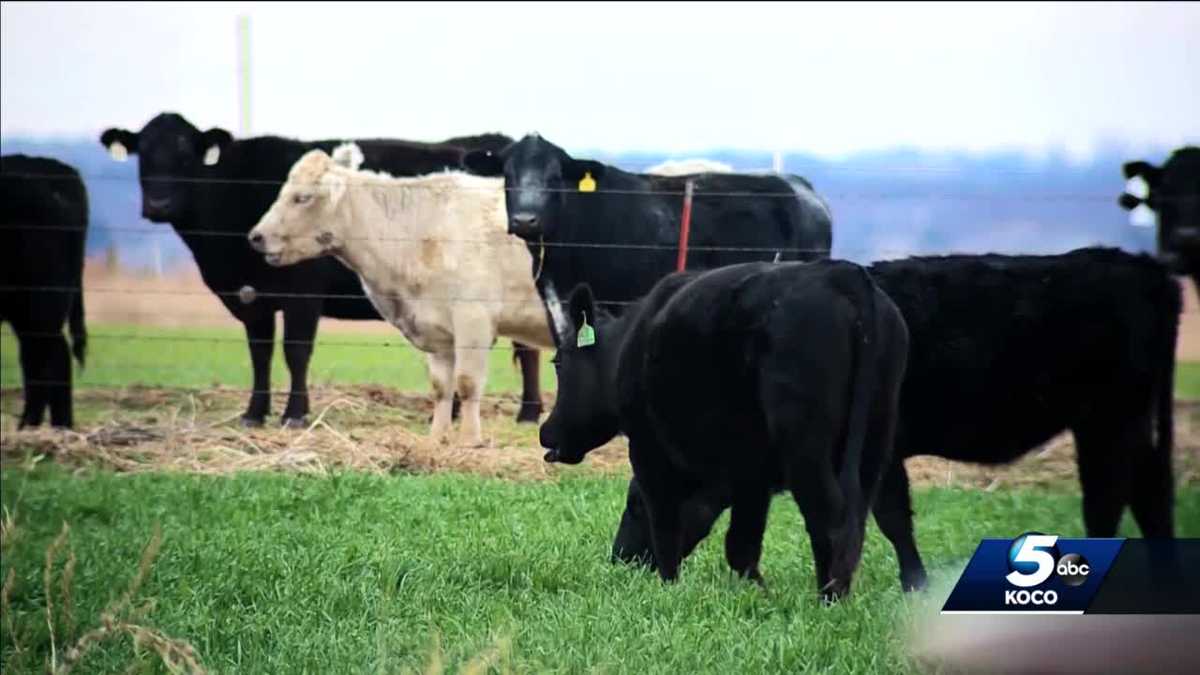 Oklahoma ranchers to take cattle safety precautions amid heat