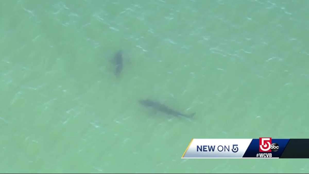 'Stop the Bleed:' Shark experts, first responders offer training