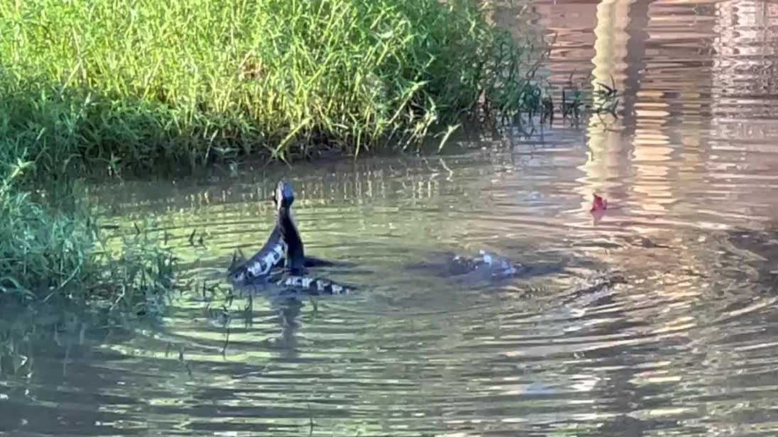 WATCH: Snakes fight for mating rights in Alabama pond
