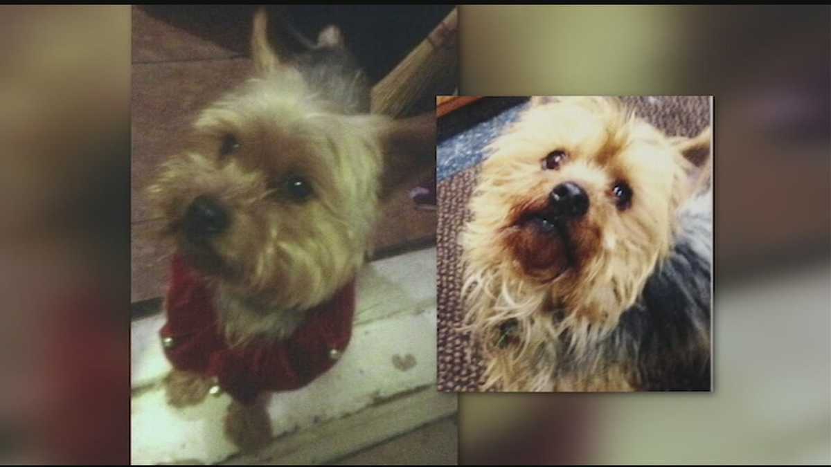 Missing yorkie at center of dispute