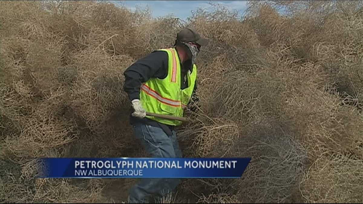 Crews work to clear out tumbleweeds