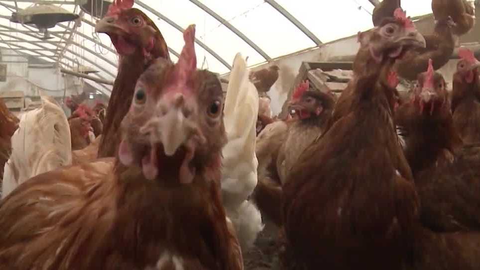 Nebraska, Iowa poultry farms continue to battle bird flu