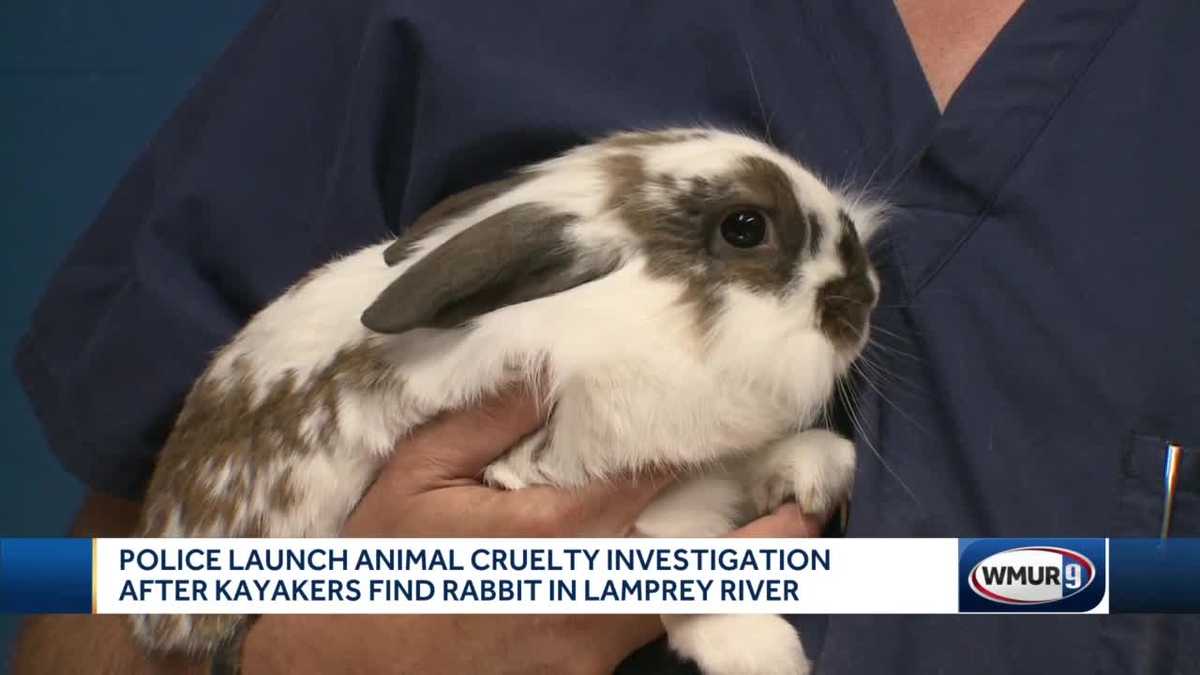 Police launch animal cruelty investigation after kayakers find rabbit ...