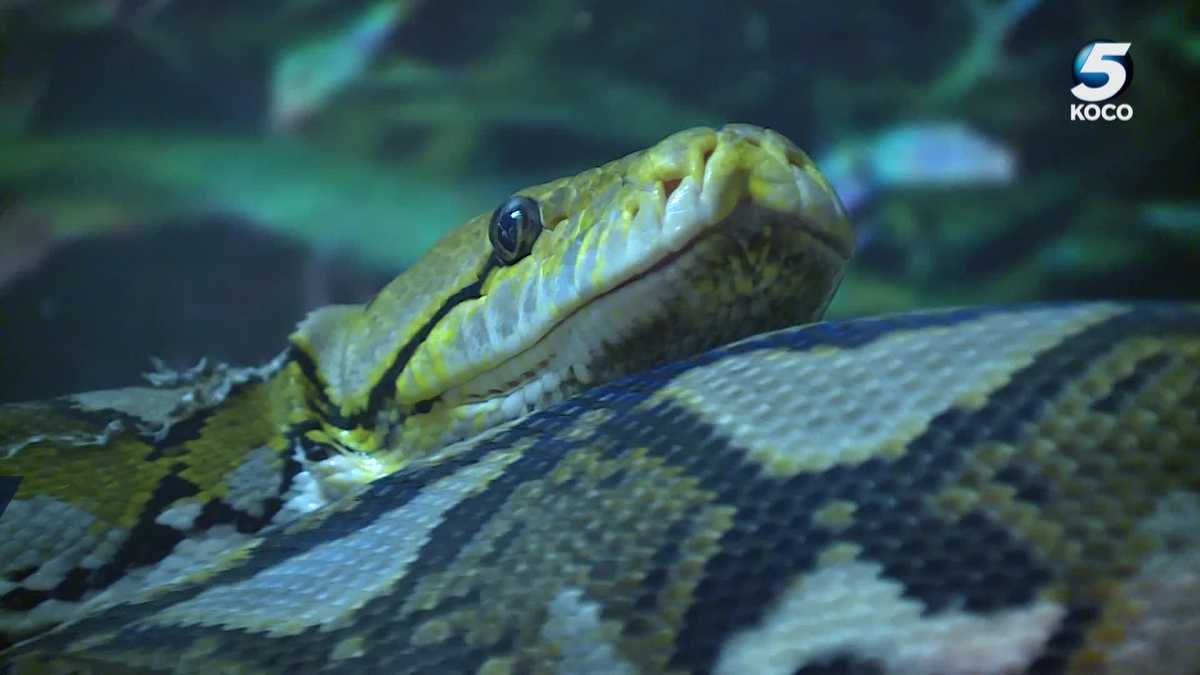 OKC Zoo curator: No need to worry as 15-foot python remains missing
