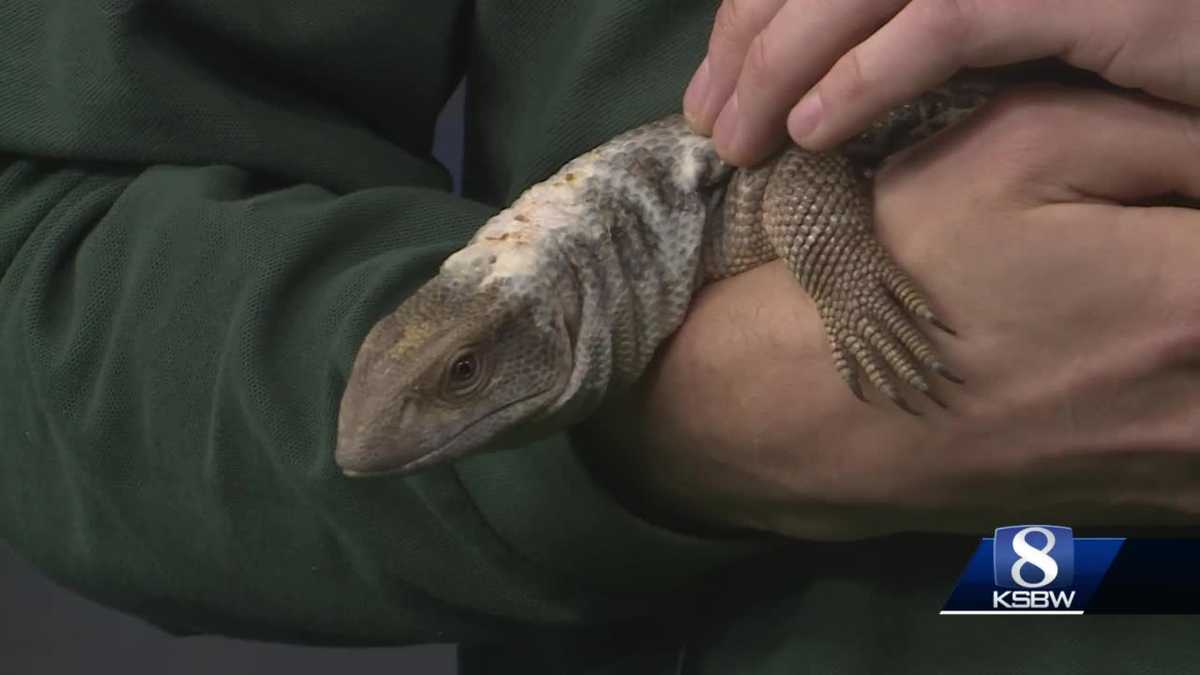 KSBW Pet of the Weekend: Lizzo