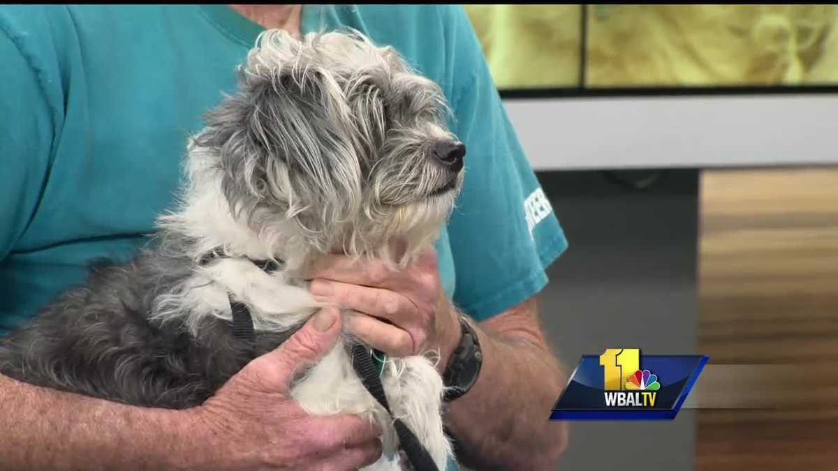 Video: These pets need a home
