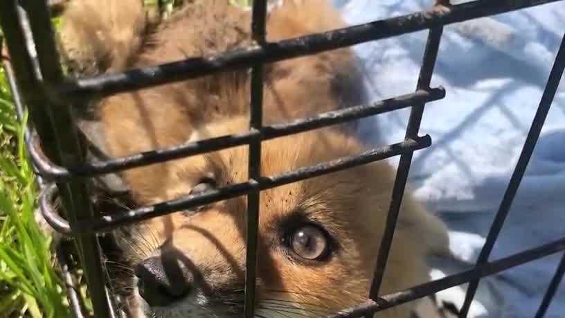 Baby fox rescued from storm drain near Orlando