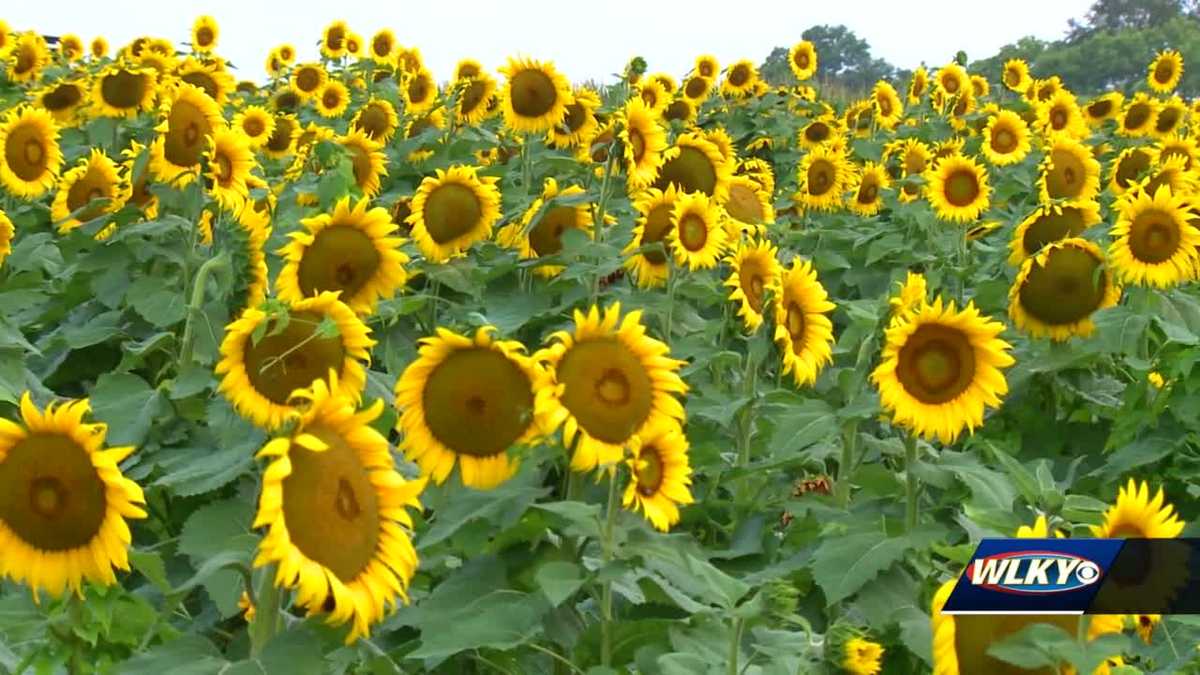 This Kentucky farm's sunflower experience opens this weekend