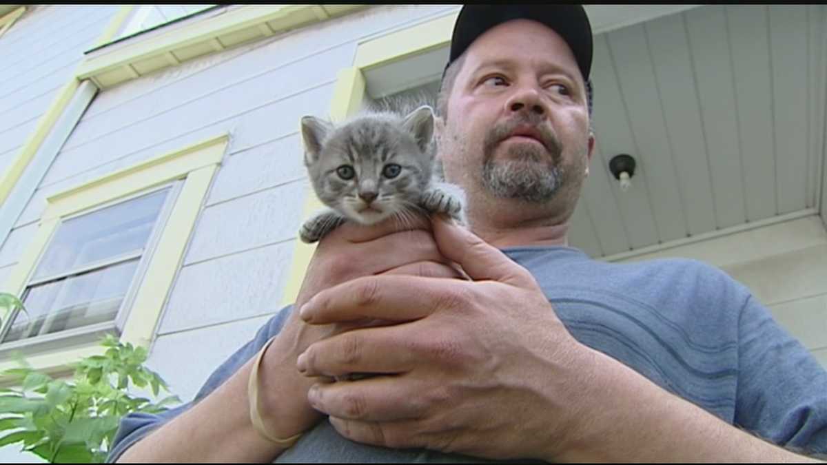 Trespasser accused of stomping kitten to death