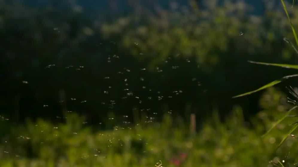 Experts say climate change makes mosquito season last longer