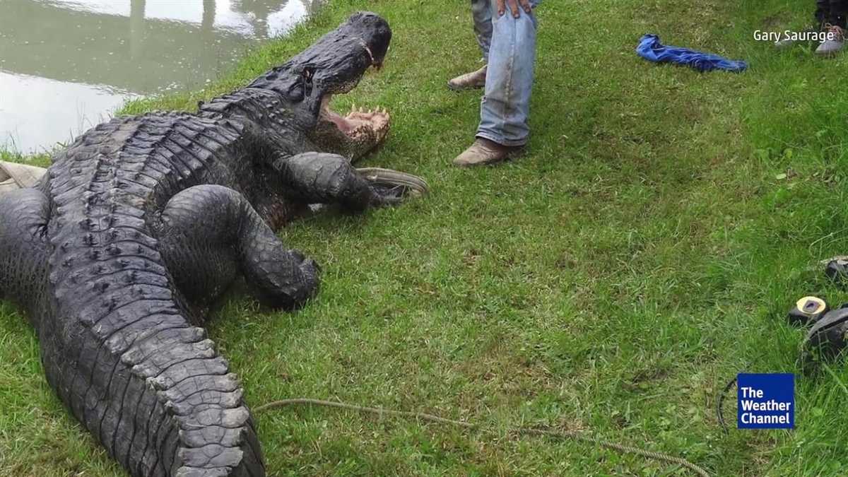 Biggest Gator in Texas Captured