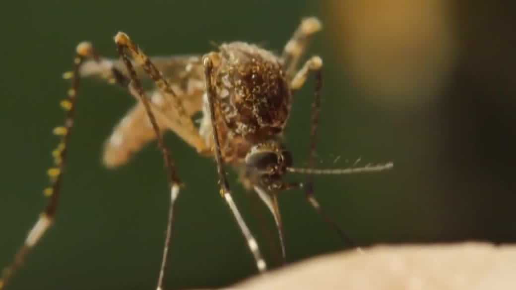 Mosquito season returns to Collier County as crews begin treatments