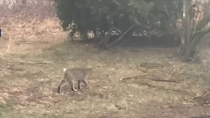 Large bobcat walks behind office building in Bedford, NH