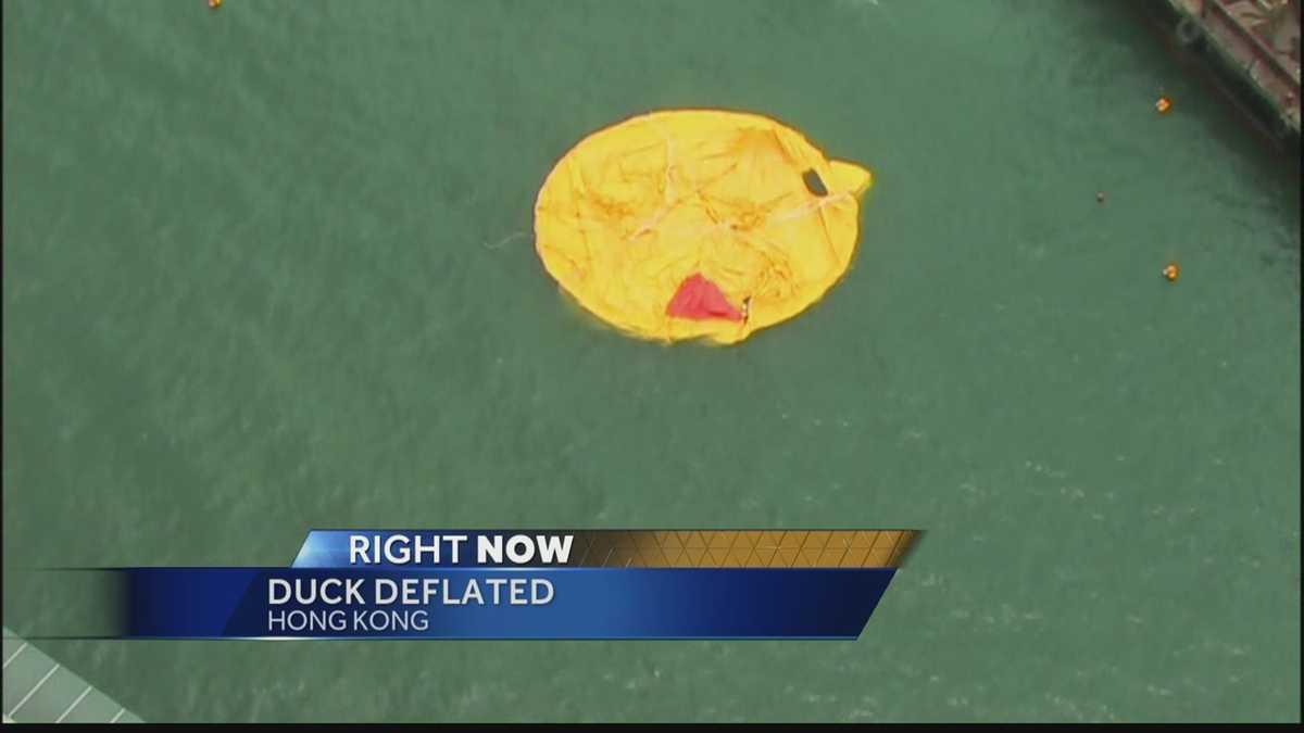 World's largest rubber duckie... deflates