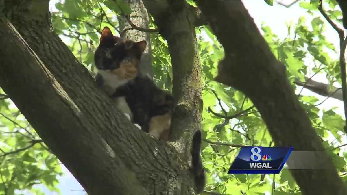 Cat stuck in tall Lancaster County tree for over a week