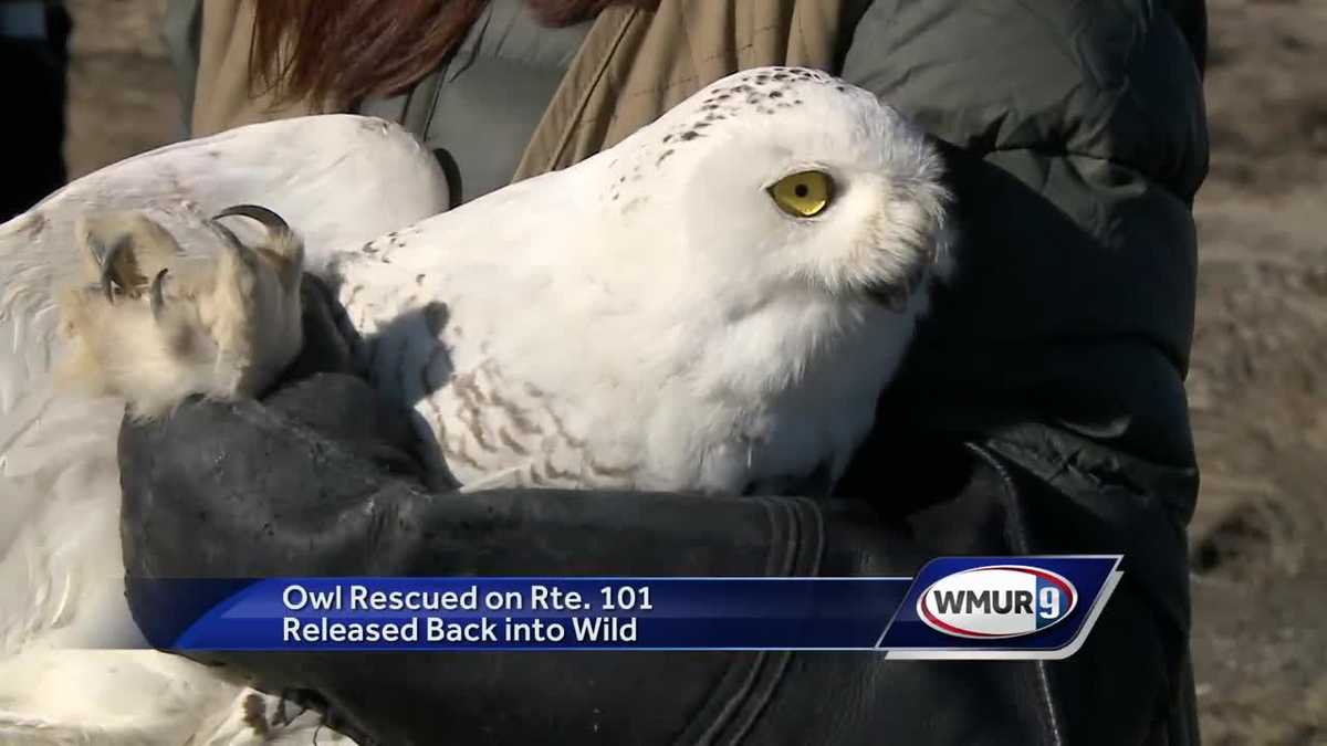 Owl rescued on Route 101 released back into wild