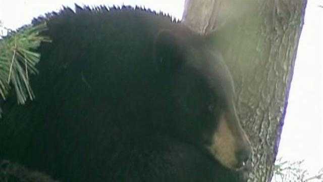 Snoozing bear is Cape Cod bear