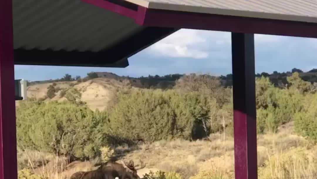 Moose caught on camera taking stroll through Aztec park