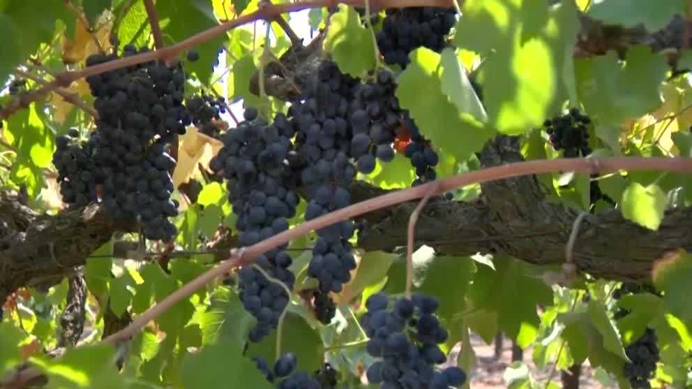 This year's Lodi wine grape harvest exceptional despite smaller yield