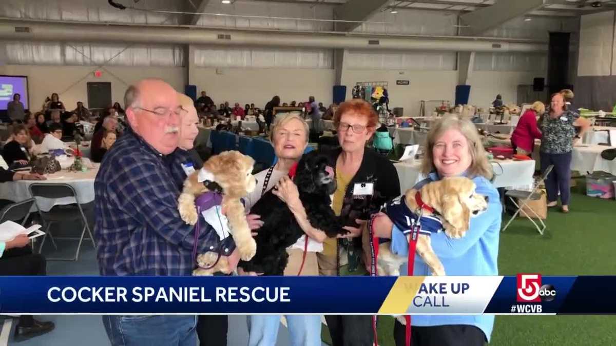 Wake Up Call: Cocker Spaniel Rescue