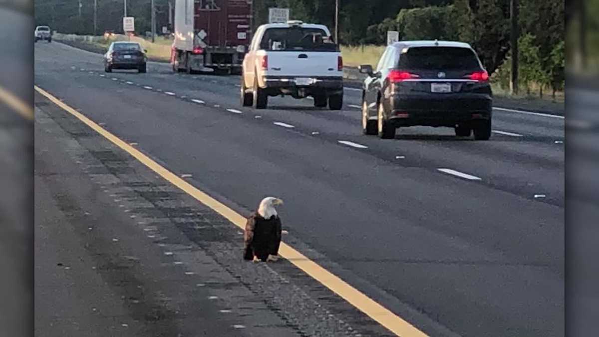 CHP rescue bald eagle from I-5
