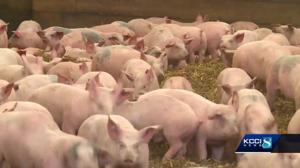 US sets pig record with 73.5 million animals, led by Iowa