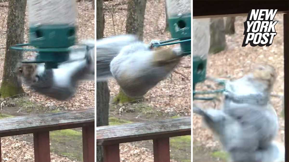 Squirrel spins out of control while attempting to steal bird food