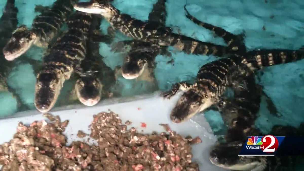 In the swamps: The business and conservation of Florida gator farming