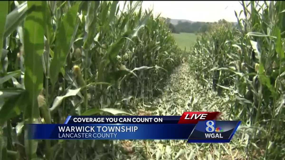 Wanted man drove through cornfield while fleeing cops, police say Wanted man drove through cornfield while fleeing cops, police say