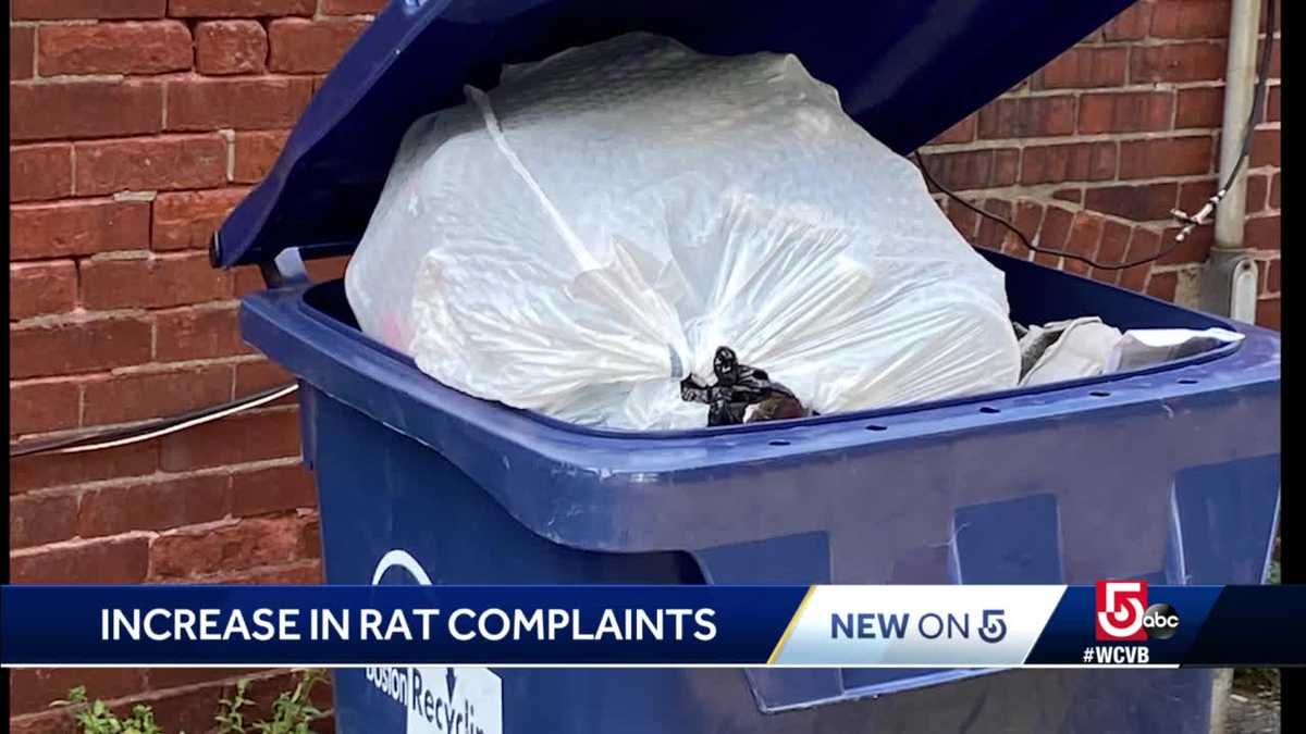 Boston residents fed up with rat population boom