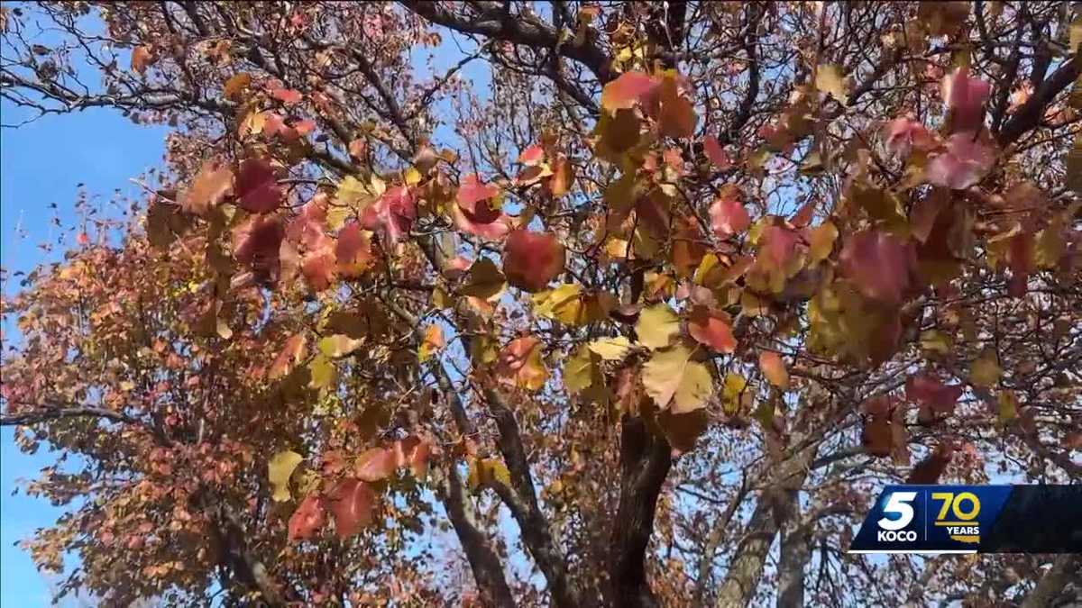 Why are leaves still on Oklahoma trees this late in the year?