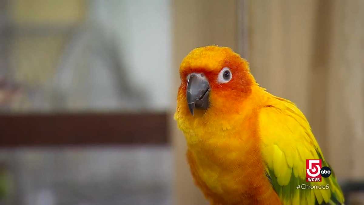 This parrot sanctuary is a labor of love
