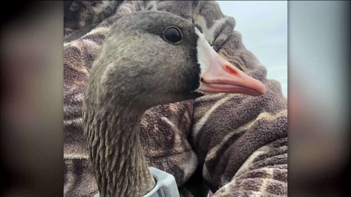 White Fronted Goose Migration