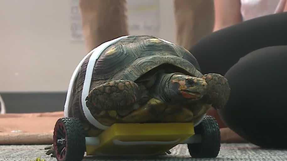 Nebraska elementary school builds 3D-printed wheel system for tortoise