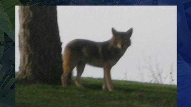 Red foxes and coyotes: What's the difference?