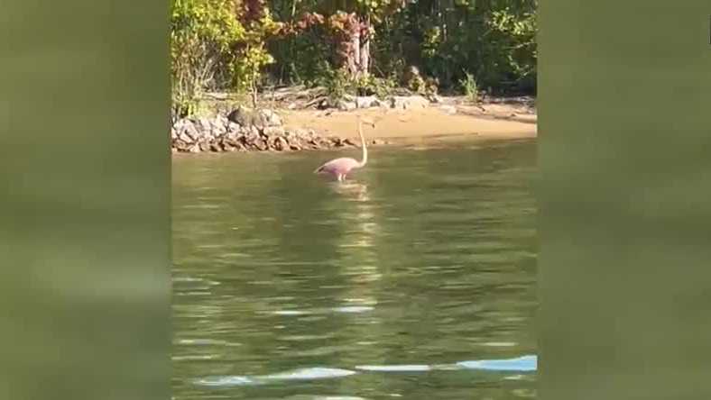 Pink flamingo spotted walking in Kentucky lake