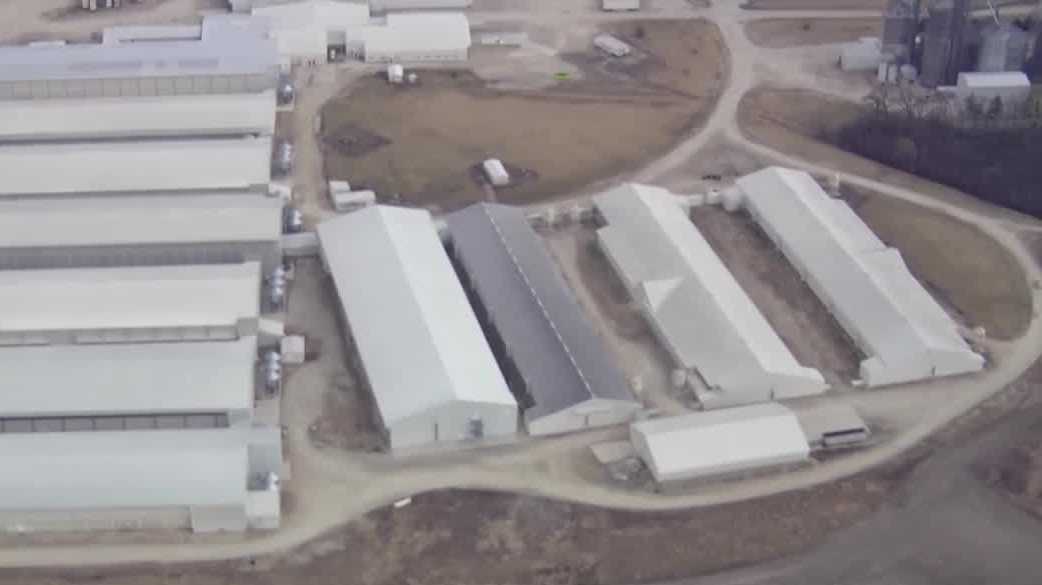 Avian flu outbreak hits Jefferson County poultry operation - WISN