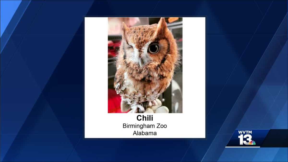 Birmingham Zoo participates in 'Superb Owl' competition